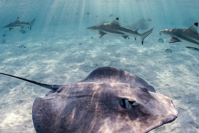 Exclusive sunset excursion in the lagoon Shark rays - An In-Depth Look at the Sunset Lagoon Tour in Moorea