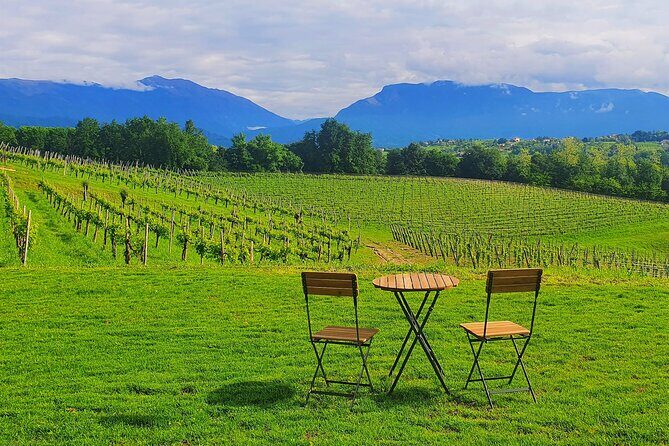 Exclusive Tour of the Vineyards with Visit to the Cellar! - Key Points