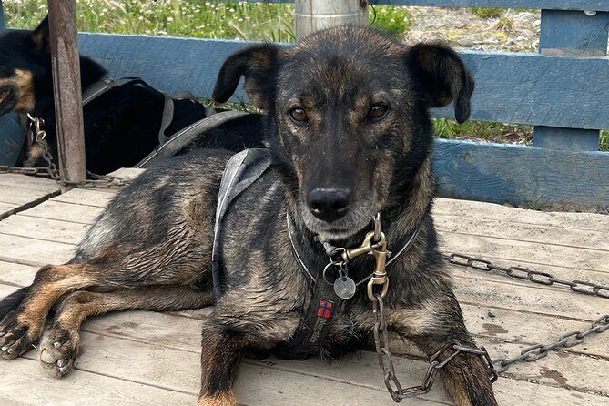 Exclusive Yukon Full-Day Tour with Dog Mushing Adventure - The Journey Begins in Skagway’s Historic District