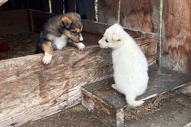 Exclusive Yukon Full-Day Tour with Dog Mushing Adventure - Final Thoughts