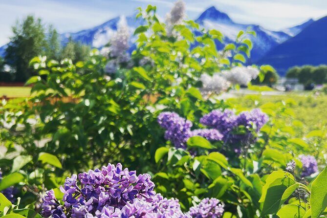 Exclusive Yukon Full-Day Tour with Dog Mushing Adventure - FAQ