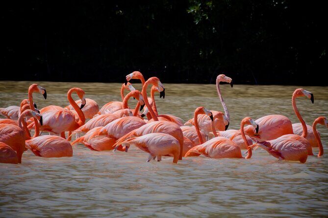 Excursion to Celestun Biosphere and Beach Day from Merida - The Authentic Touch: What Travelers Say