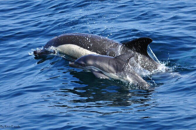 Excursion to Gibraltar with Dolphin Watching from Malaga - What’s Included and What’s Not