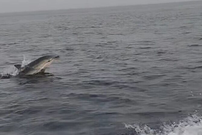 Excursions by boat: Gardens Naxos-Taormina-Isola Bella-DELFINI - Detailed Breakdown of the Itinerary