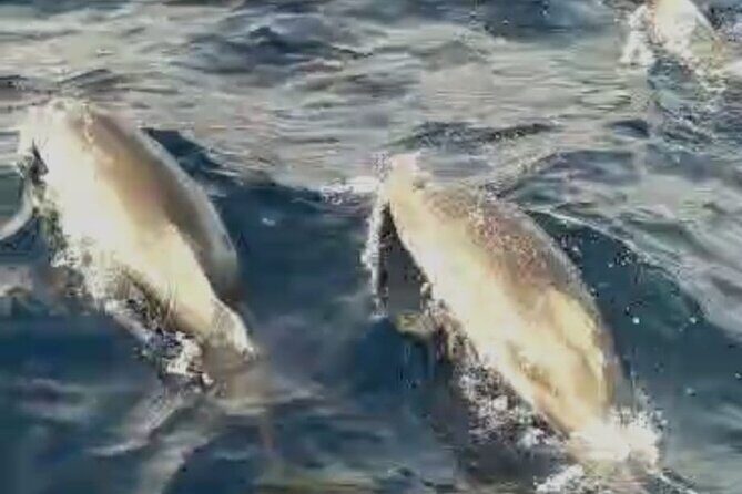 Excursions by boat: Gardens Naxos-Taormina-Isola Bella-DELFINI - What You Can Expect on the Day