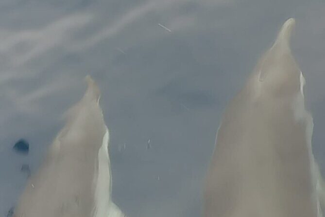 Excursions by boat: Gardens Naxos-Taormina-Isola Bella-DELFINI - The Experience Itself