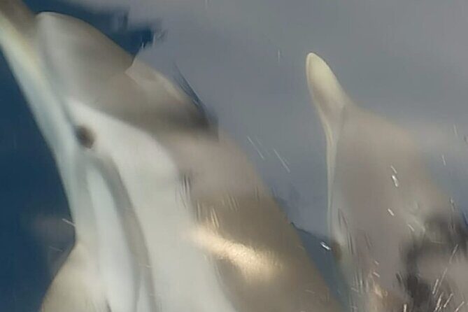 Excursions by boat: Gardens Naxos-Taormina-Isola Bella-DELFINI - The Sum Up