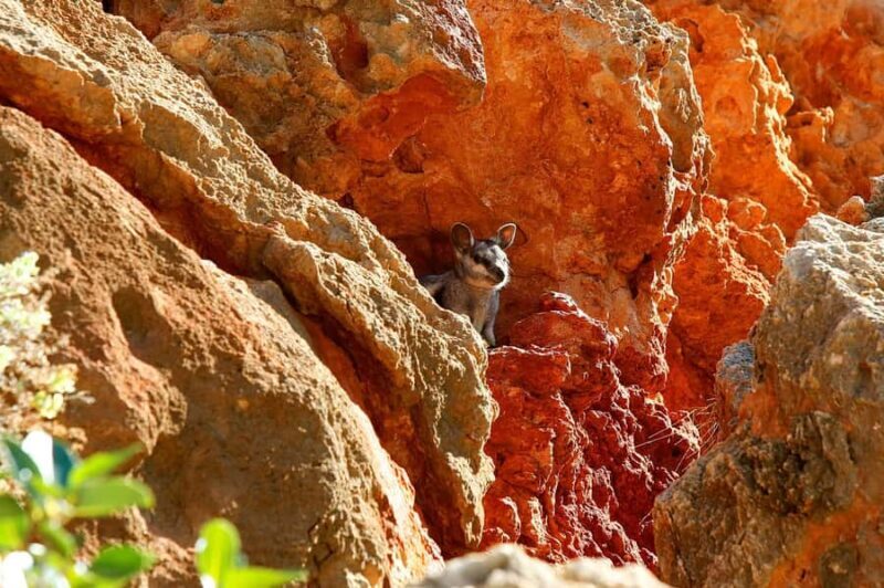 Exmouth: Cape Range Explorer One-Day Trekking Adventure - Key Points