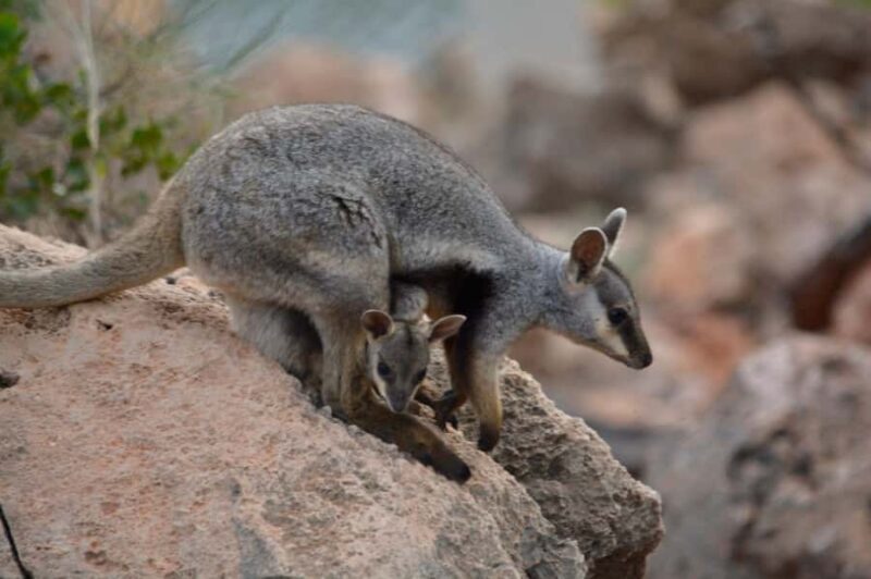 Exmouth: Full day Ningaloo in a Day tour - The Experience in Detail