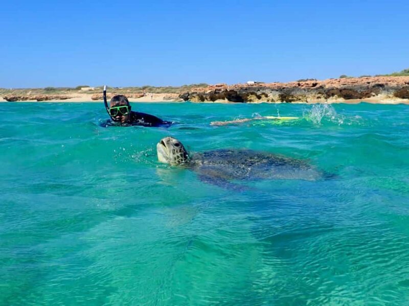 Exmouth: Half Day Turtle Kayak & Snorkel Tour - Key Points