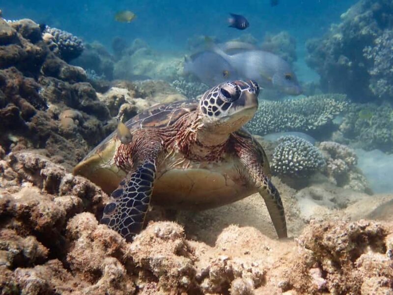 Exmouth: Half Day Turtle Kayak & Snorkel Tour - An In-Depth Look at the Tour