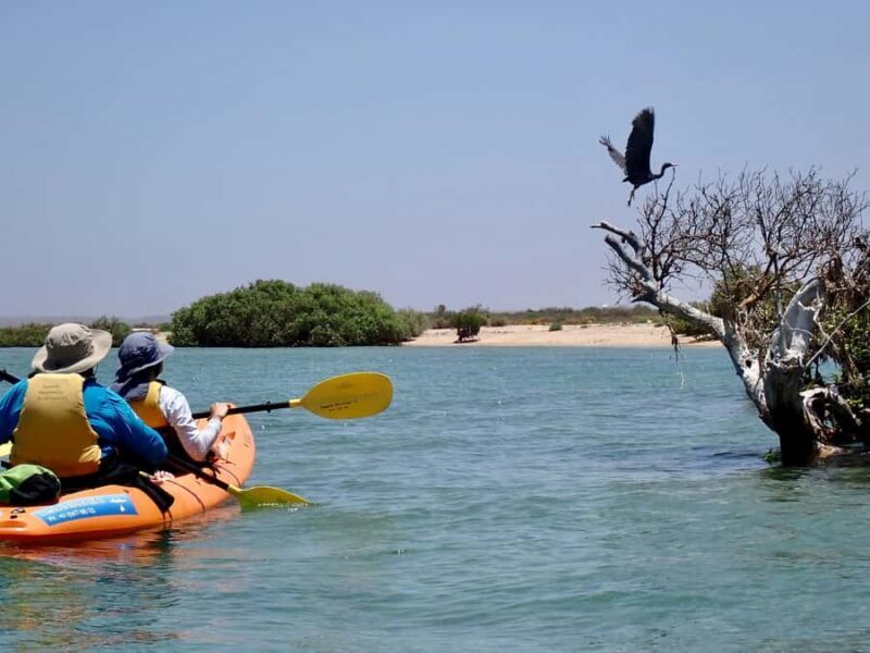 Exmouth: Half Day Turtle Kayak & Snorkel Tour - Authentic Experiences Based on Reviews