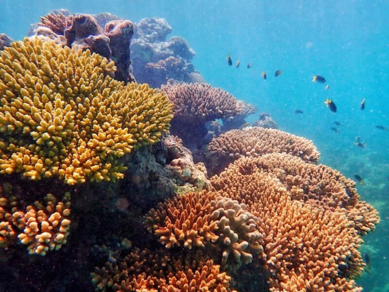 Exmouth: Lagoon Explorer - Full day kayak & Snorkel tour - Key Points