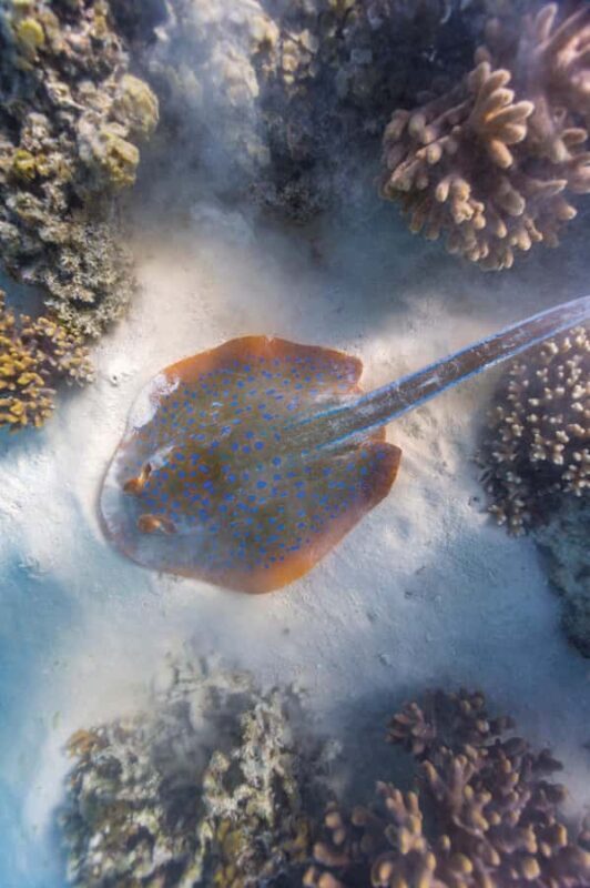 Exmouth: Lagoon Explorer - Full day kayak & Snorkel tour - FAQ