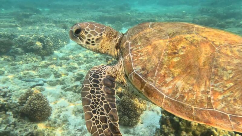 Exmouth: Ningaloo Semi-Submersible Glass Bottom Boat Tour - Key Points