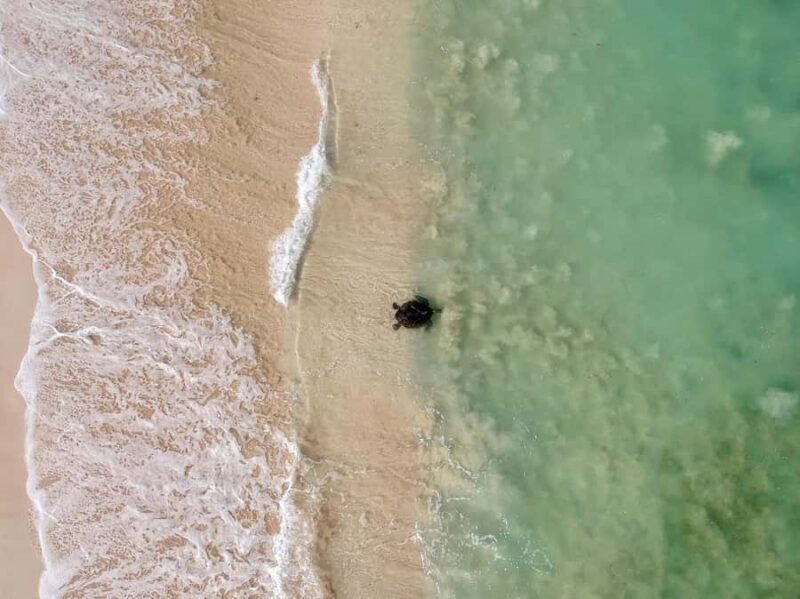 Exmouth: Summer Sunset Turtle Watching and Stargazing Tour - The Value of This Experience