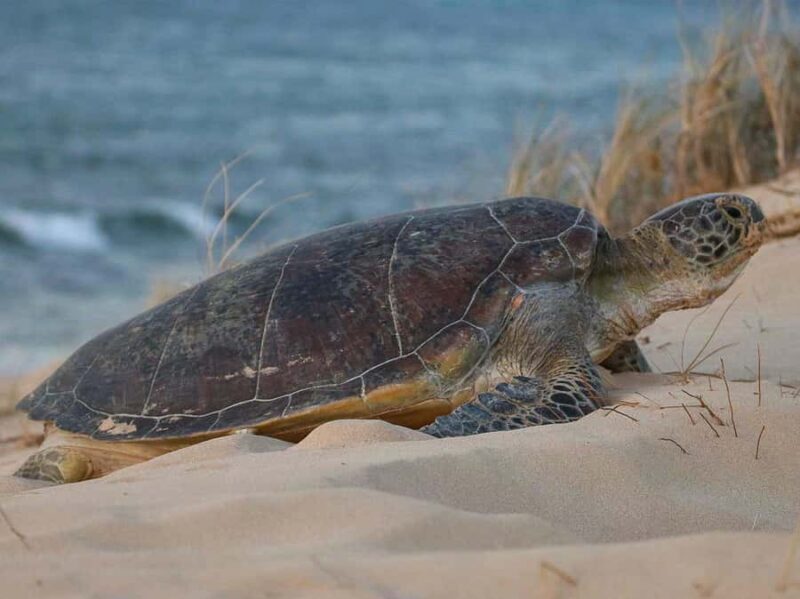 Exmouth: Summer Sunset Turtle Watching and Stargazing Tour - The Sum Up
