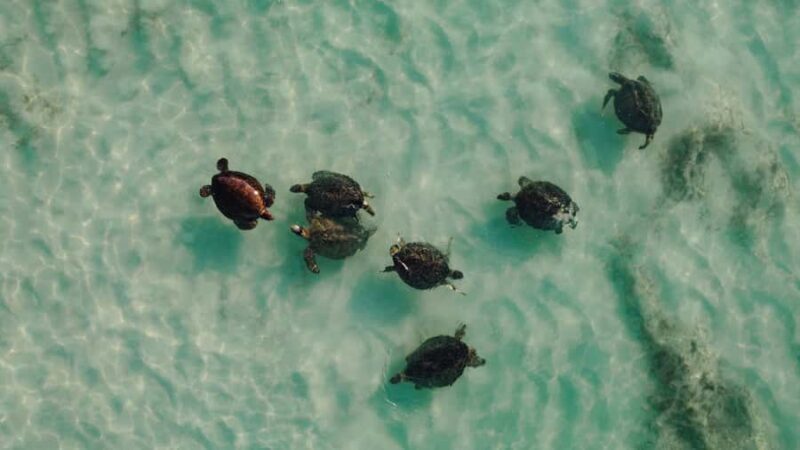 Exmouth: Summer Sunset Turtle Watching and Stargazing Tour - FAQ