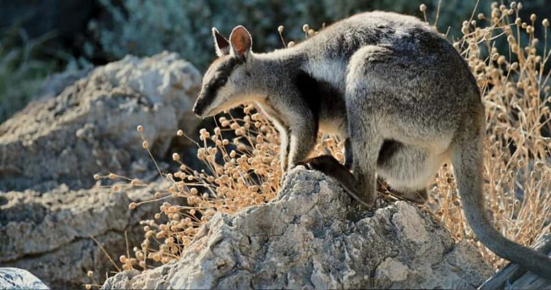 Exmouth: Yardie Creek Boat Tour - Introduction: Discovering Yardie Creek by Boat