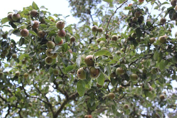 Experience Authentic Belgian Cuisine: Cooking Lesson and Meal with a Ghent Local - Who Is This Tour Best For?