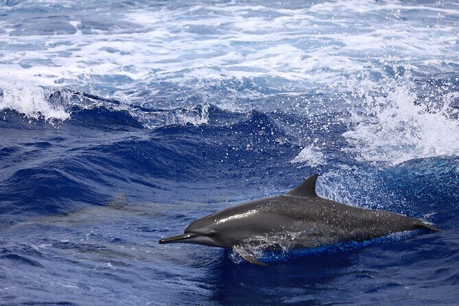 Experience Guam Dolphin Cruise - What to Expect from the Guam Dolphin Cruise