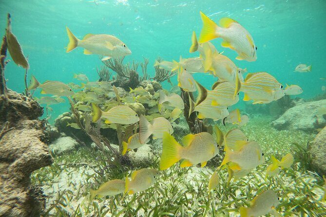 Experience Guided Snorkeling in Costa Maya - Booking and Cancellation