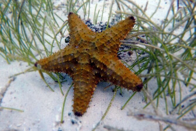 Experience Guided Snorkeling in Costa Maya - Authentic Experiences from Reviewers