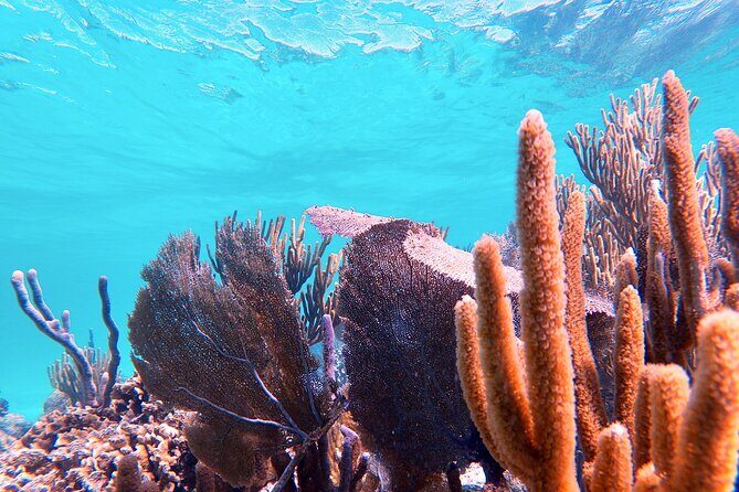 Experience Guided Snorkeling in Costa Maya - FAQ