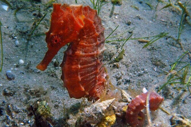 Experience Peanut Island Adventures with Go Pro - Practical Details and Tips for Your Tour