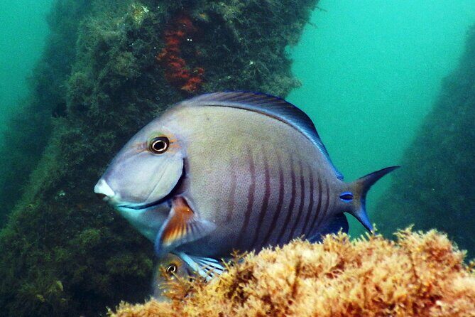 Experience Peanut Island Adventures with Go Pro - Who Is This Tour Best For?