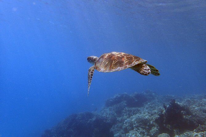 Experience Scuba Diving - No Certification Needed! - Practical Details: Transportation, Cost, and Group Size