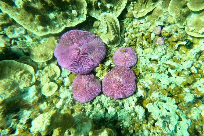 Experience Scuba Diving - No Certification Needed! - The Sum Up