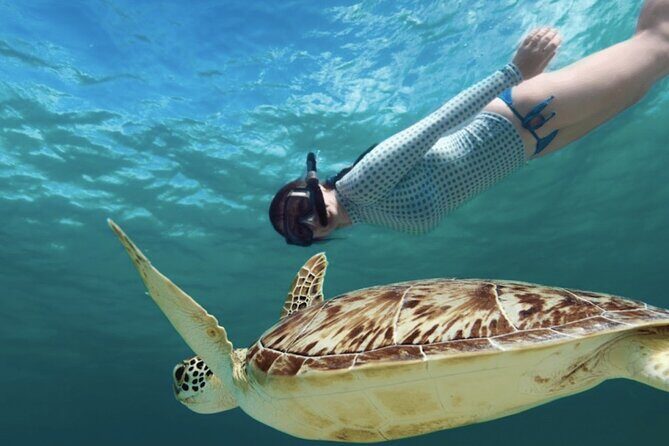 EXPERIENCE SWIMMING with the TURTLES and Discover the amazing Tulum Ruins tours. - Introduction