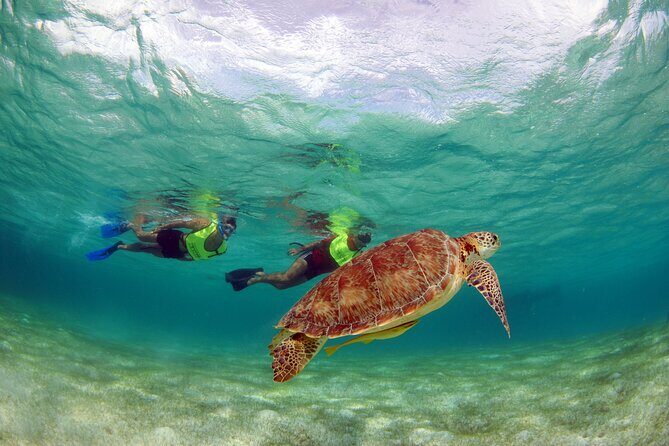 EXPERIENCE SWIMMING with the TURTLES and Discover the amazing Tulum Ruins tours. - Authentic Insights from Reviewers