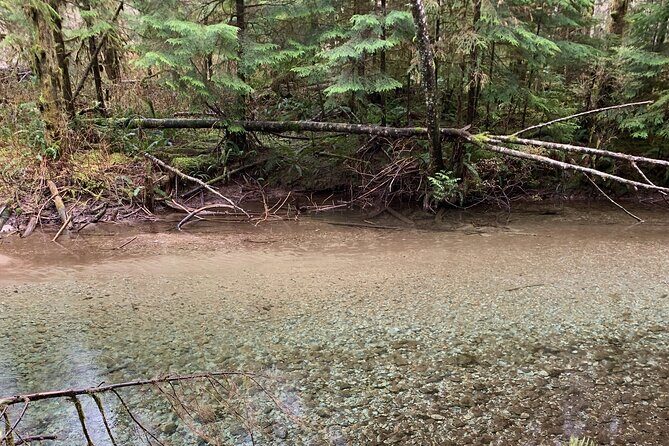 Experience the Beauty of Vancouvers Forests by Bike/E-Bike - Scenic Picnic Lunch