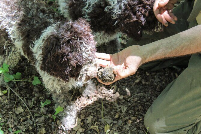 Experience Tuscan Truffle Hunting with Wine and Lunch - Final Thoughts