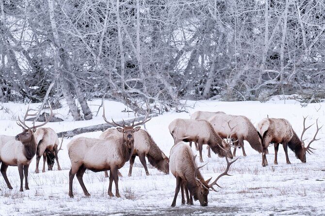 Explore Banff + Wildlife - The Sum Up