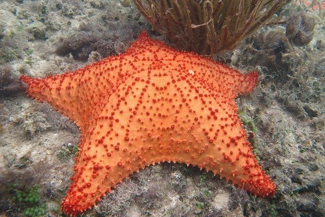 Explore Contoy Island - Setting the Scene: What to Expect on This Tour  