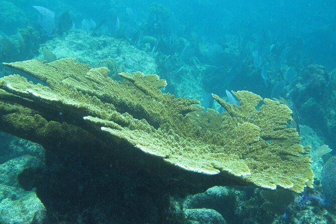 Explore Contoy Island - Final Thoughts  