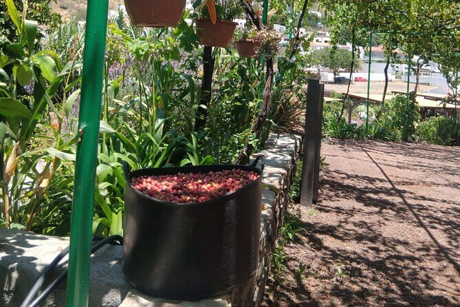 Explore Gran Canarias Coffee at Finca Los Castaños - Practical Details and Value for Money
