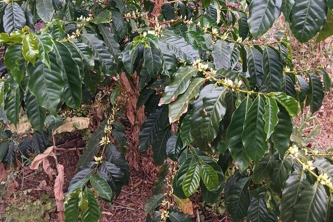 Explore Gran Canarias Coffee at Finca Los Castaños - What Reviewers Loved (and Less Loved)