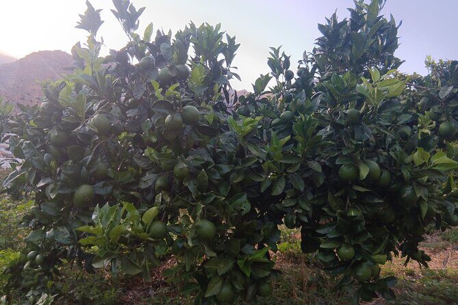 Explore Gran Canarias Coffee at Finca Los Castaños - Who Would Love This Tour?