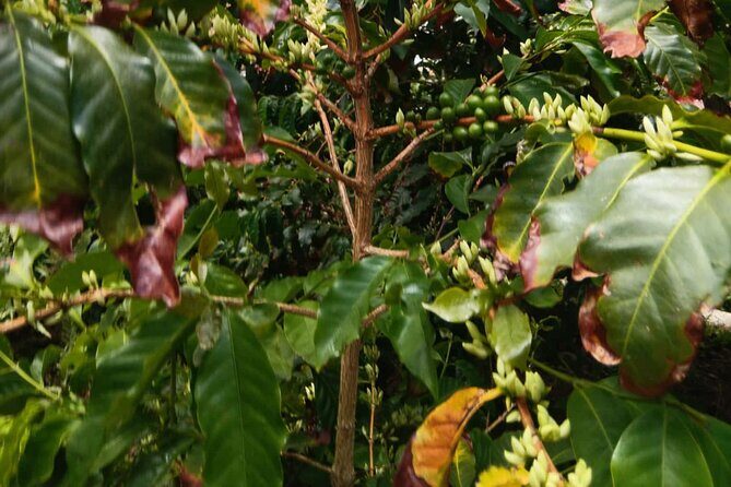 Explore Gran Canarias Coffee at Finca Los Castaños - The Sum Up