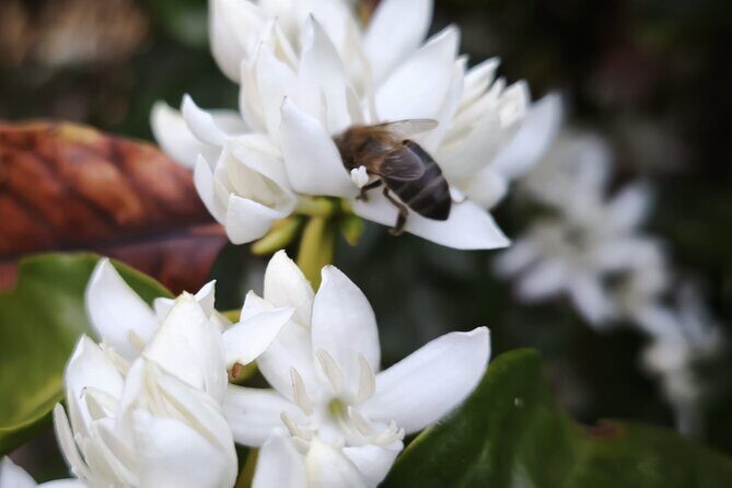 Explore Gran Canarias Coffee at Finca Los Castaños - FAQ