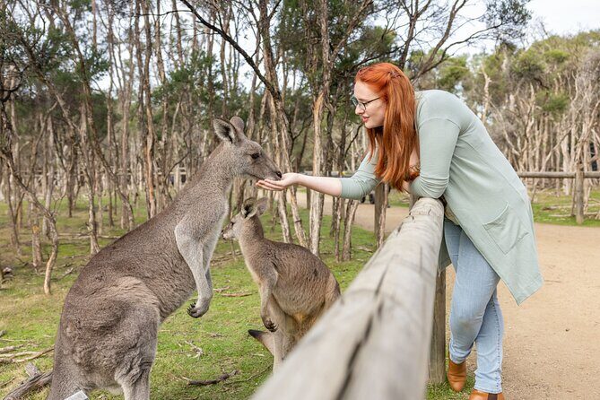 Explore Mornington Wildlife Wine and Hot Springs - Stop 3: Arthurs Seat for Panoramic Views