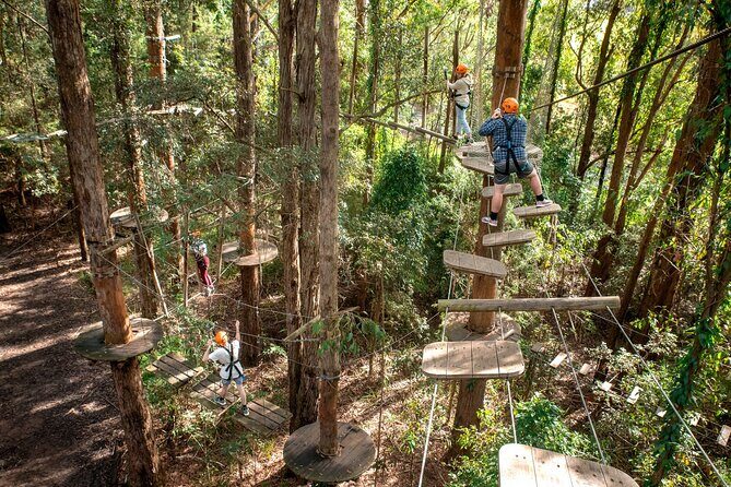 Explore Ourimbah State Forest Tree Ropes Course - Key Points