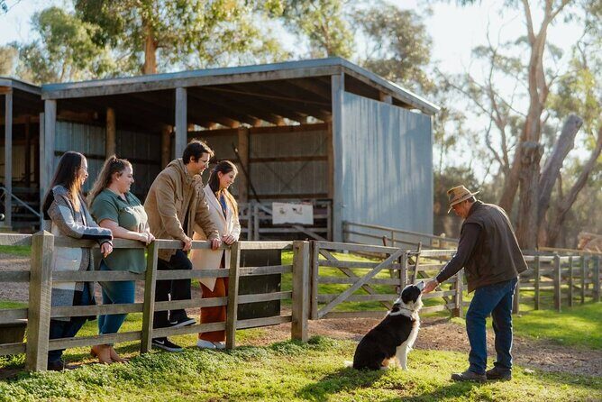 Explore Phillip Island from Melbourne with Penguin Parade - A Deep Dive into the Tour Experience