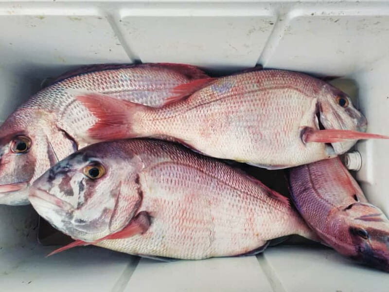 Explore Sesimbra: Private Sport Fishing All Inclusive Tour - Practical Tips for Your Trip