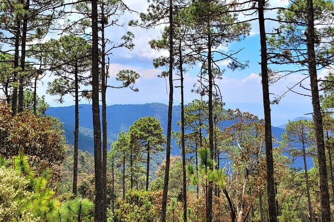 Explore Sierra Norte, Half-Day Hiking Adventure - The Hike: Into the Cloud Forests