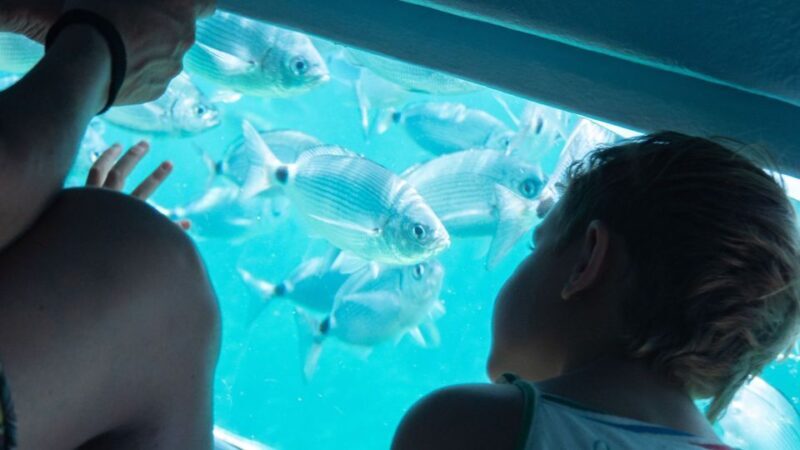 Explore the Medes Islands & Discover the Magic of Estartit! - Final Thoughts: Is This Tour for You?